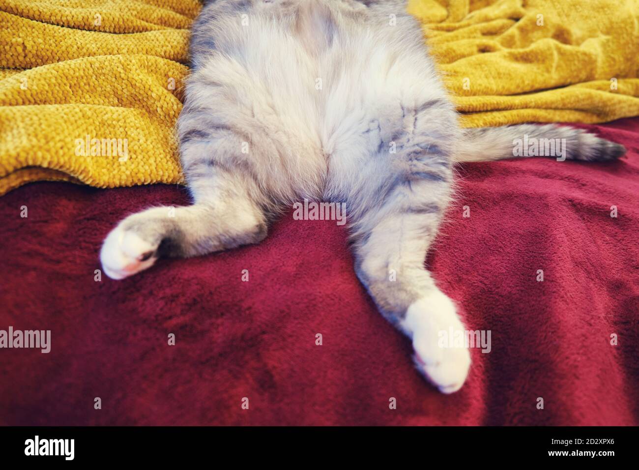 Feline kitten close up belly hi-res stock photography and images - Alamy