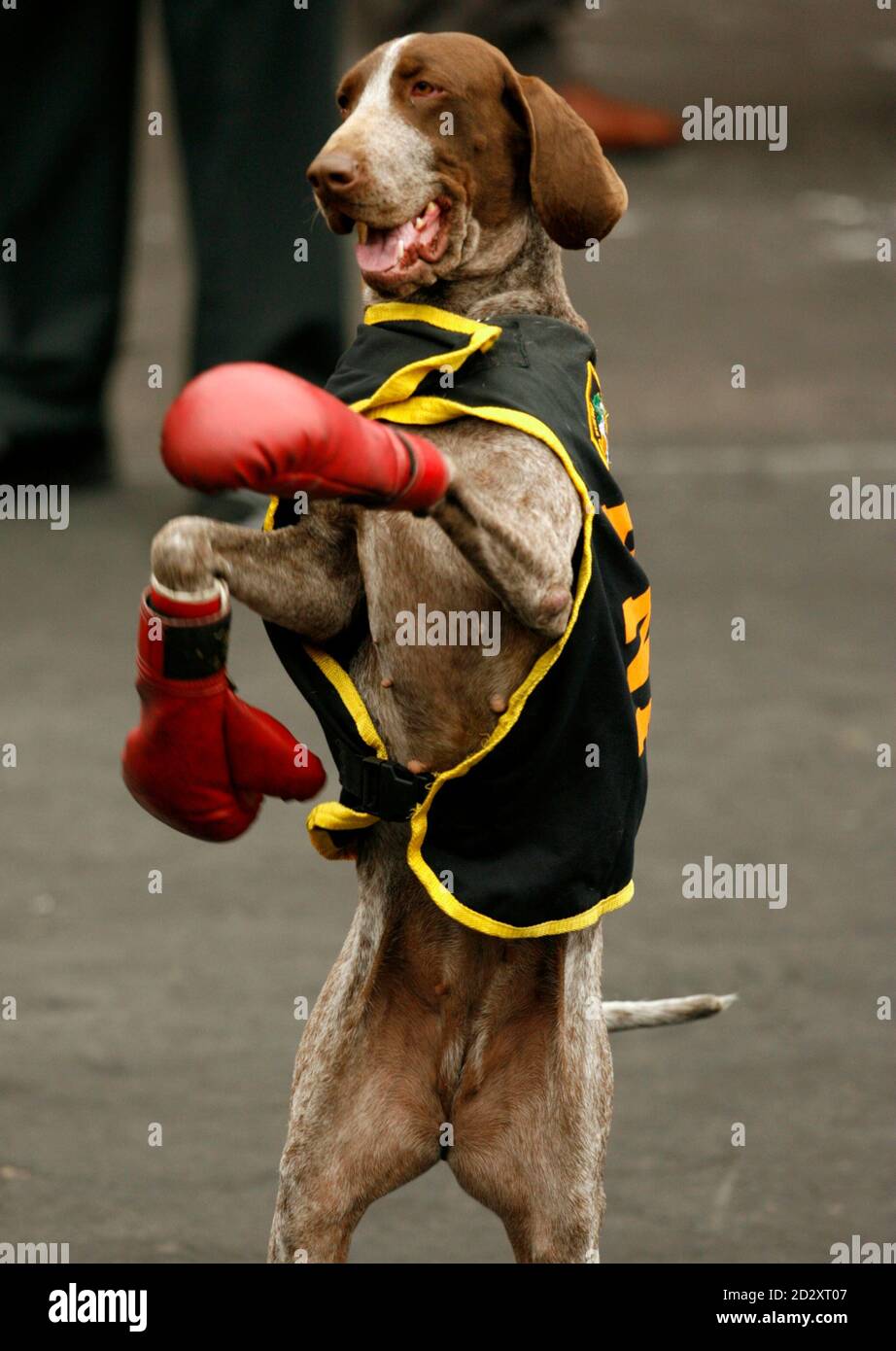 Police trained dog hi-res stock photography and images - Alamy