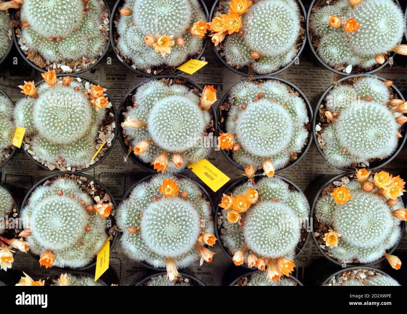 Cacti lie in a box waiting to be put on display Scotland's National ...