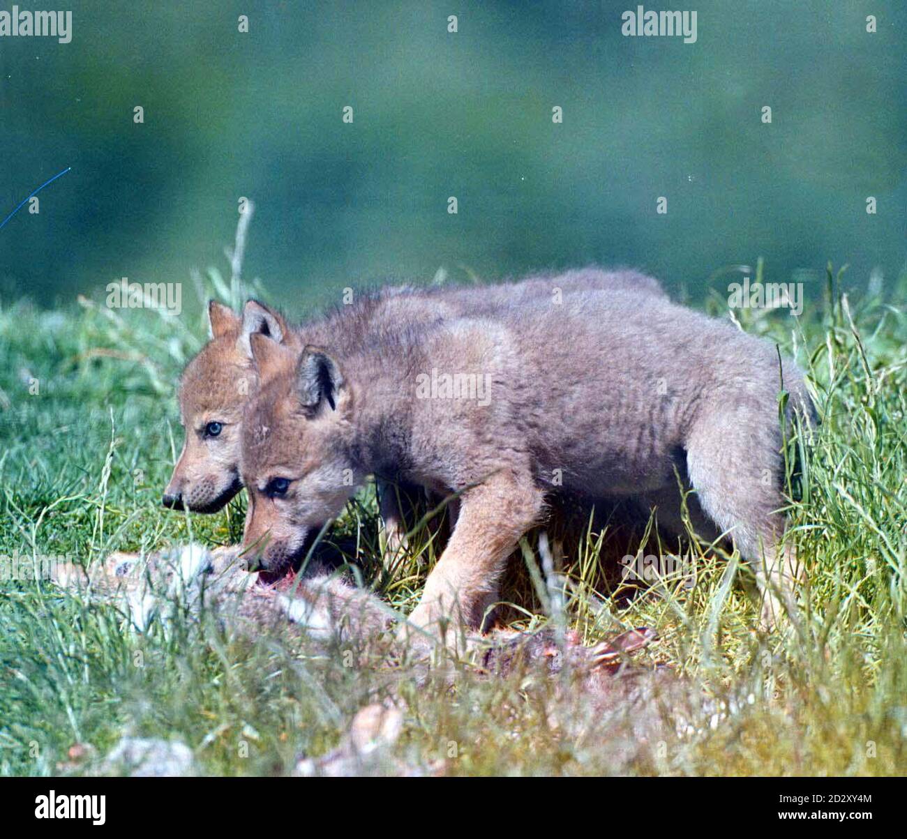 Two of the three baby wolf cubs born at the Highland Wildlife Park ...