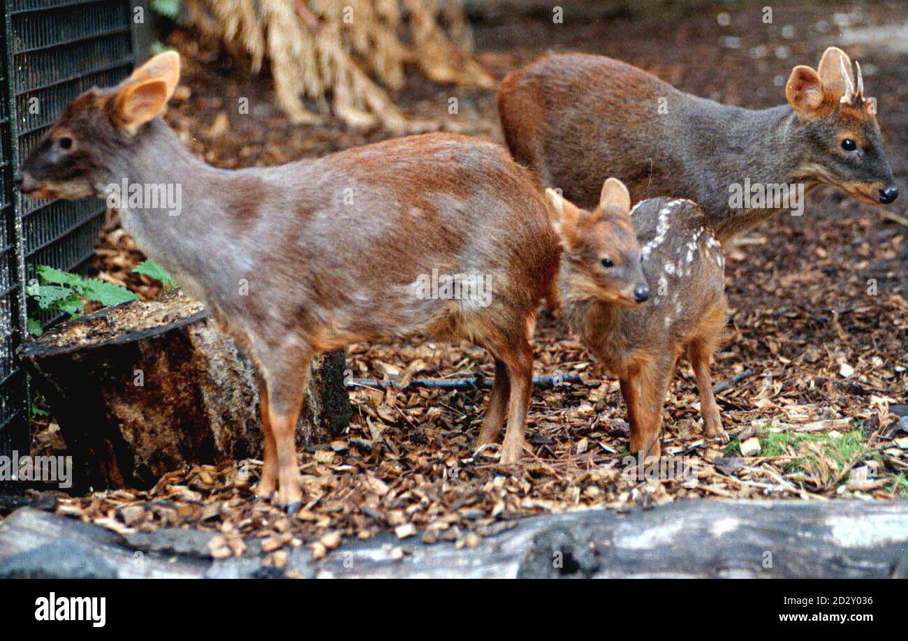 Rico (centre) one of two Southern Pudu with his parents Prue (left) and ...