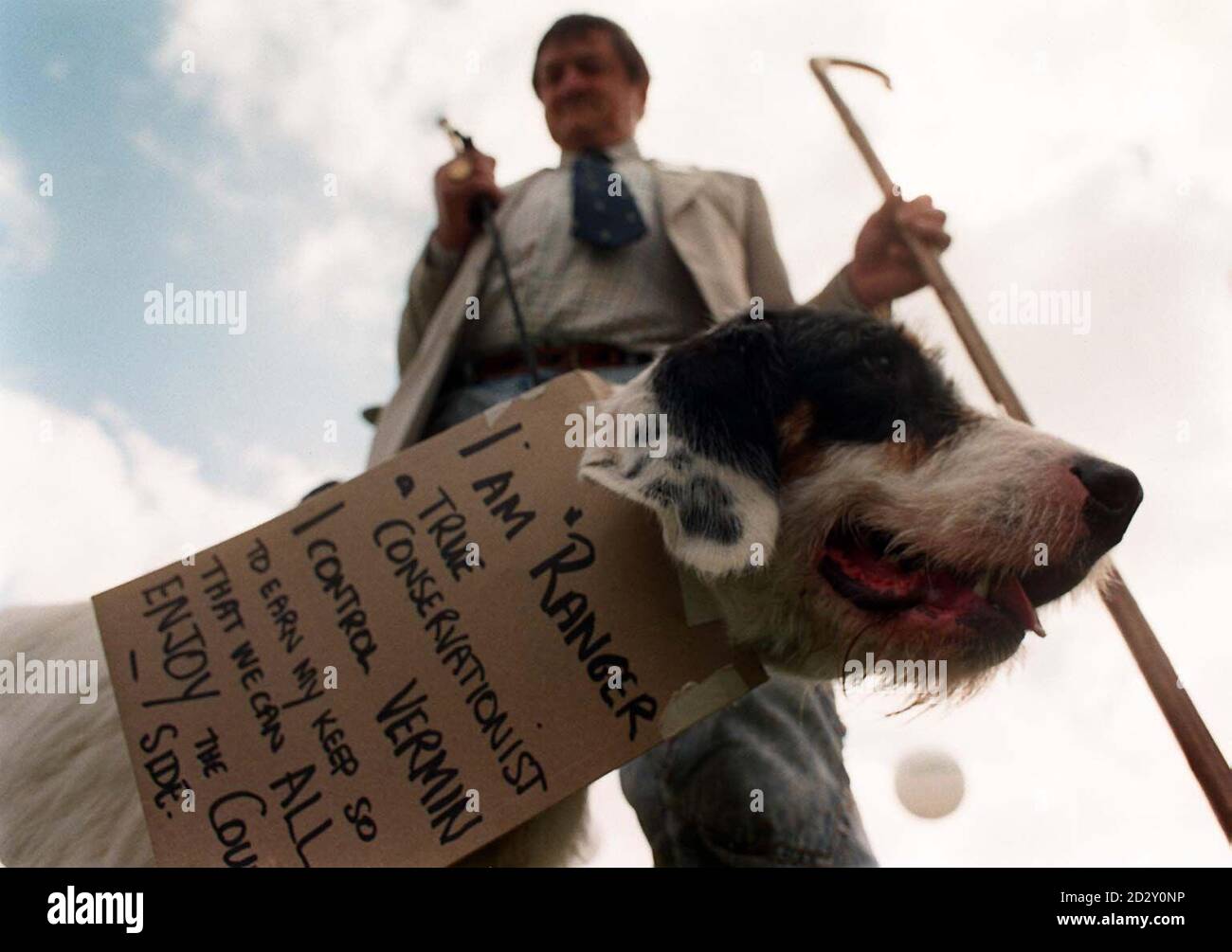 Welsh foxhound hi-res stock photography and images - Alamy