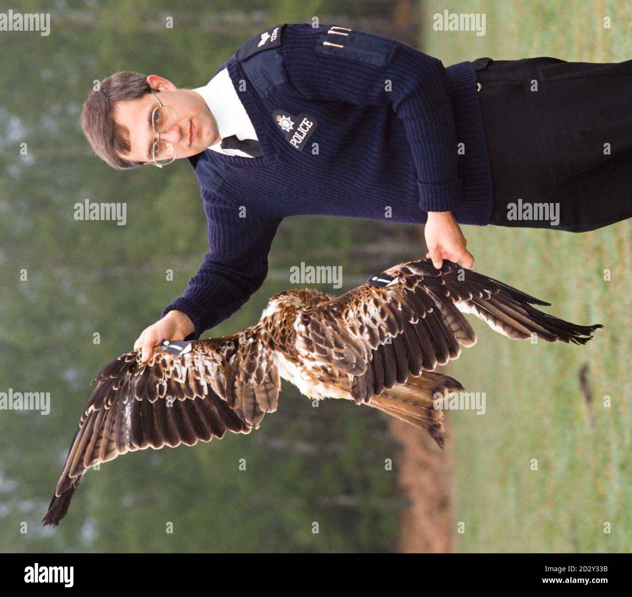 Successful nesting rare red kite means hi-res stock photography and ...