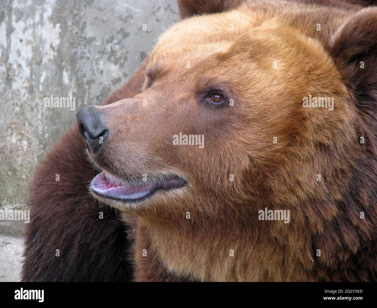 A predatory mammal of the bear family. Ursus arctos one of the largest ...
