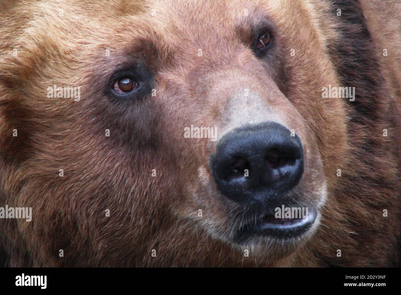 Muzzle brown bear closeup. Head predator is massive with small ears and ...