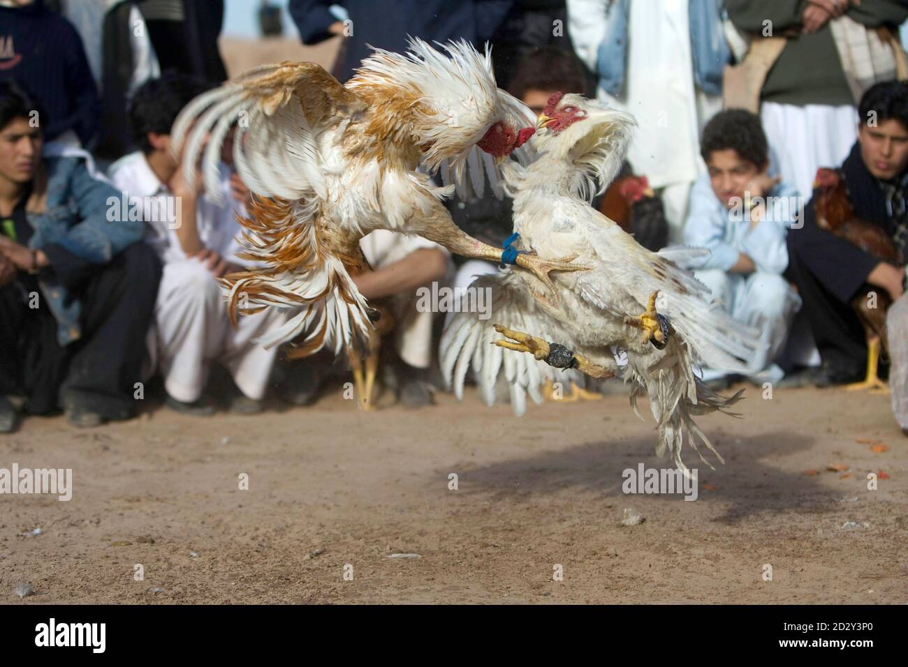 Rooster Fight High Resolution Stock Photography and Images - Alamy