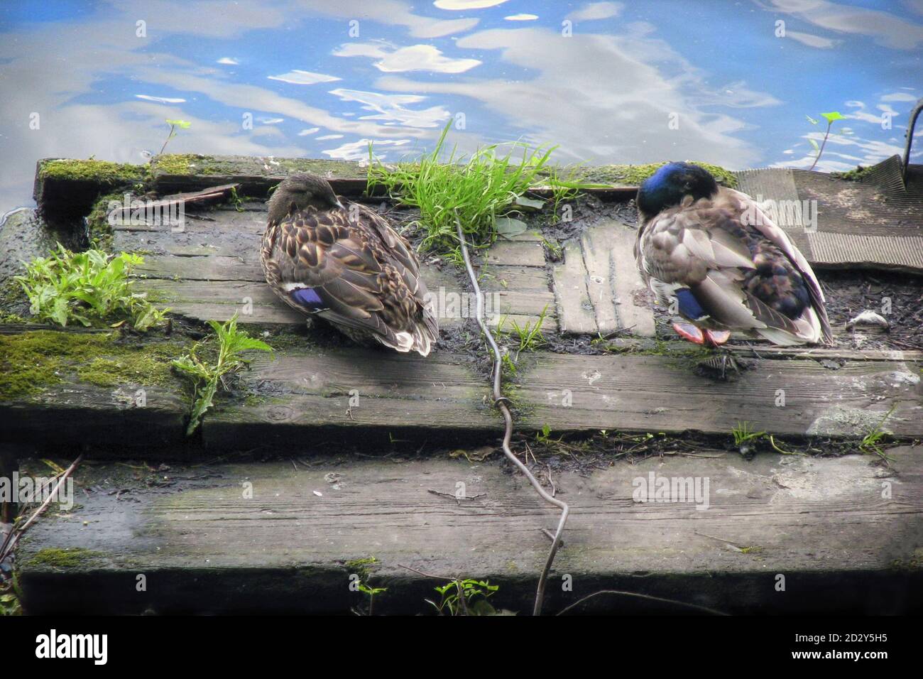 Squeaking Duck High Resolution Stock Photography and Images - Alamy