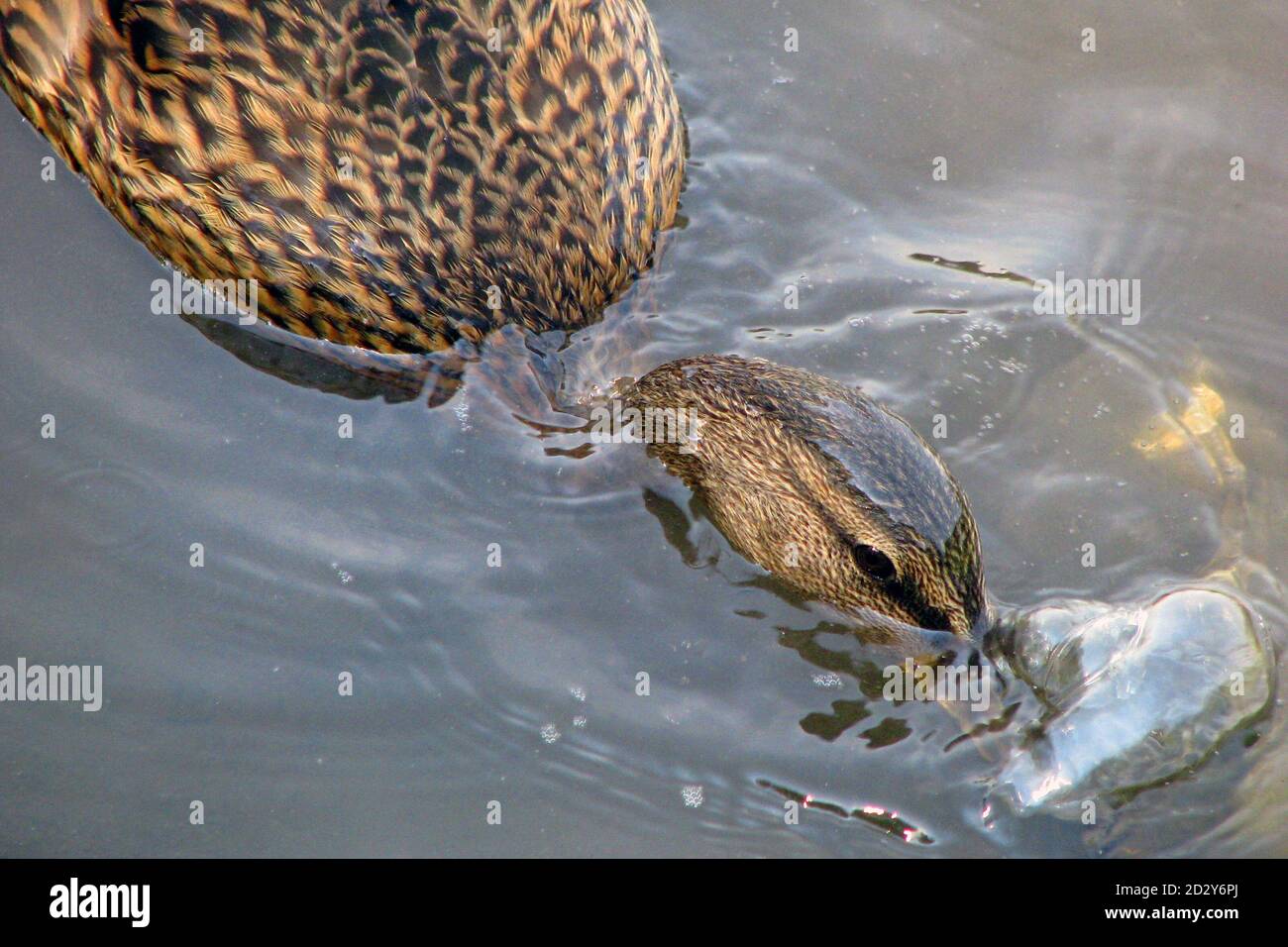 The duck lowered its head under the water. Search for food under water ...