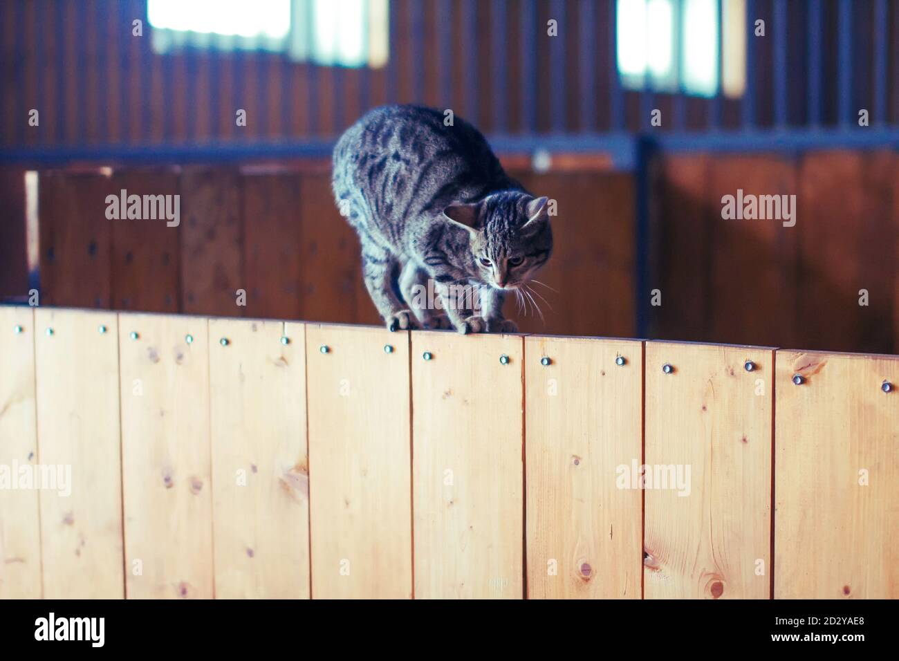 The frightened cat on the wooden fence arched its back and looks down ...