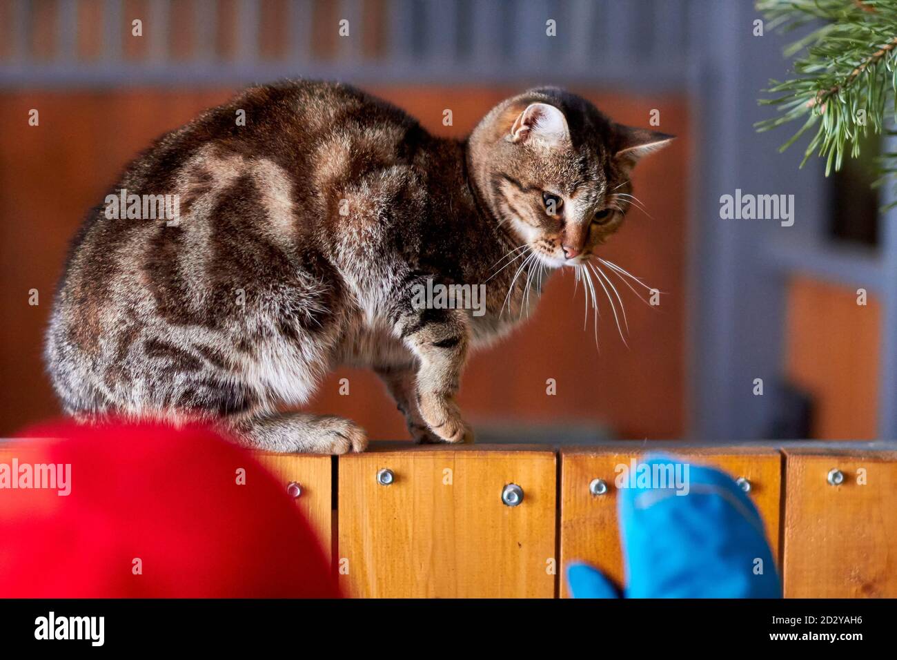 The cat fights off the hand of the child. The child reaches out to ...