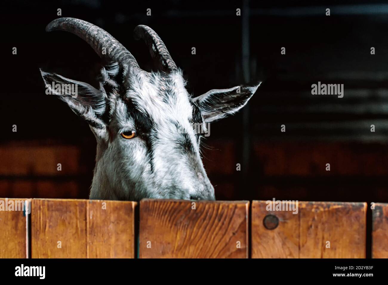 Domestic goat looking over fence hi-res stock photography and images ...
