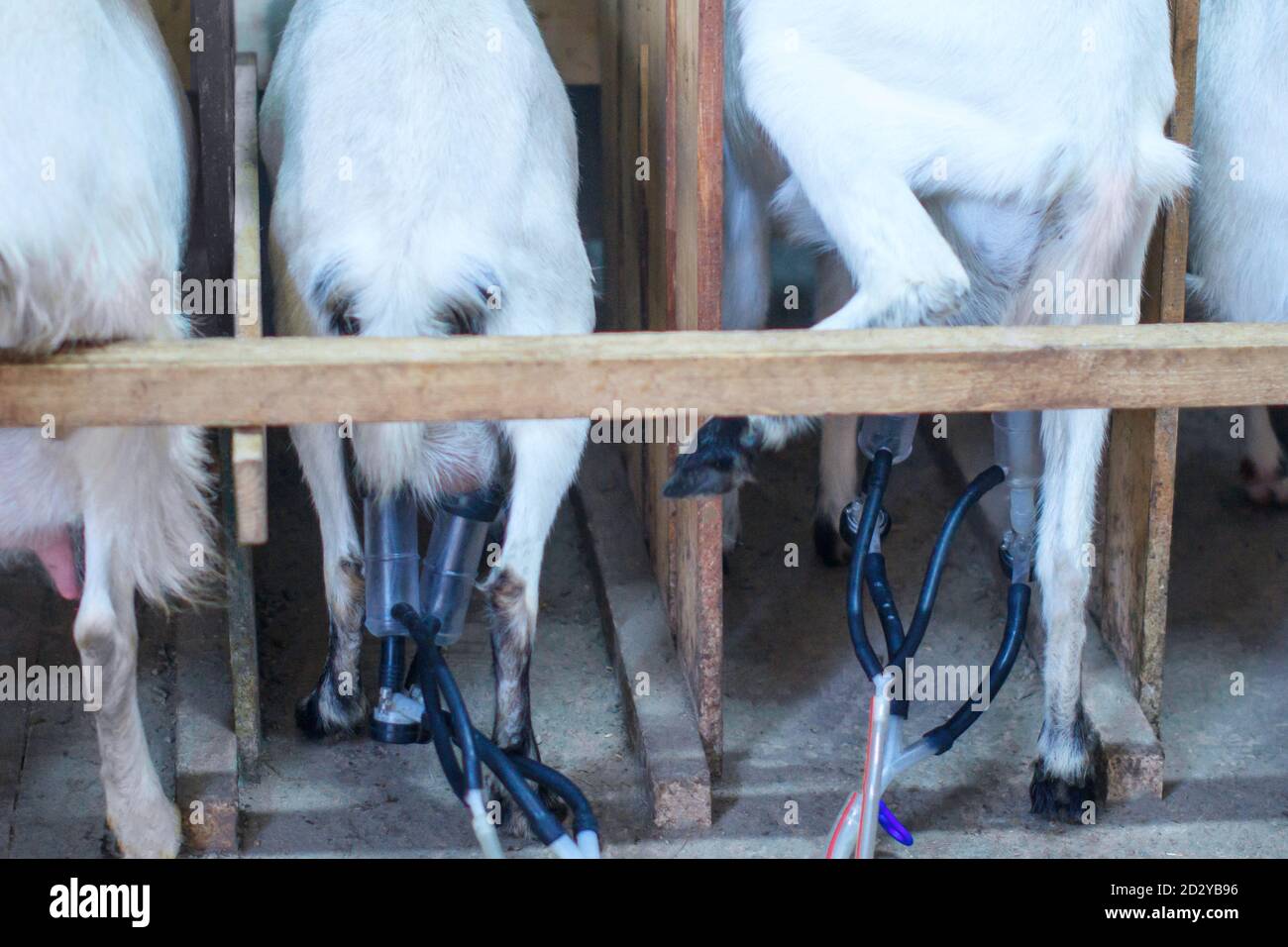 Milking goats. Getting milk from animals on the farm. Milking machine ...