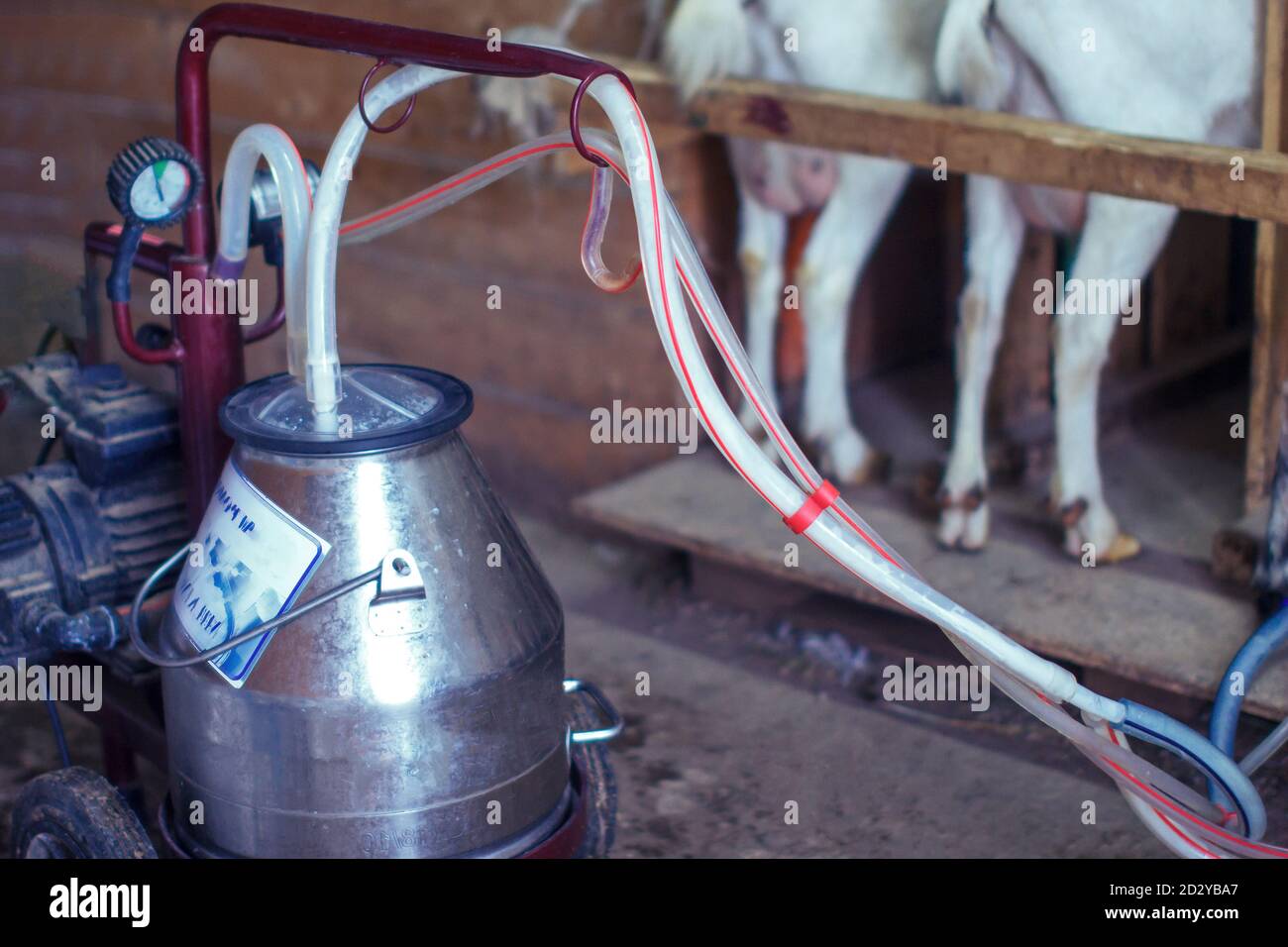 Happy farmer goats on hi-res stock photography and images - Alamy
