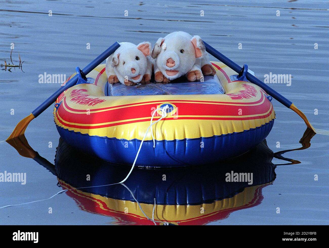 Pigs in a boat hi-res stock photography and images - Alamy