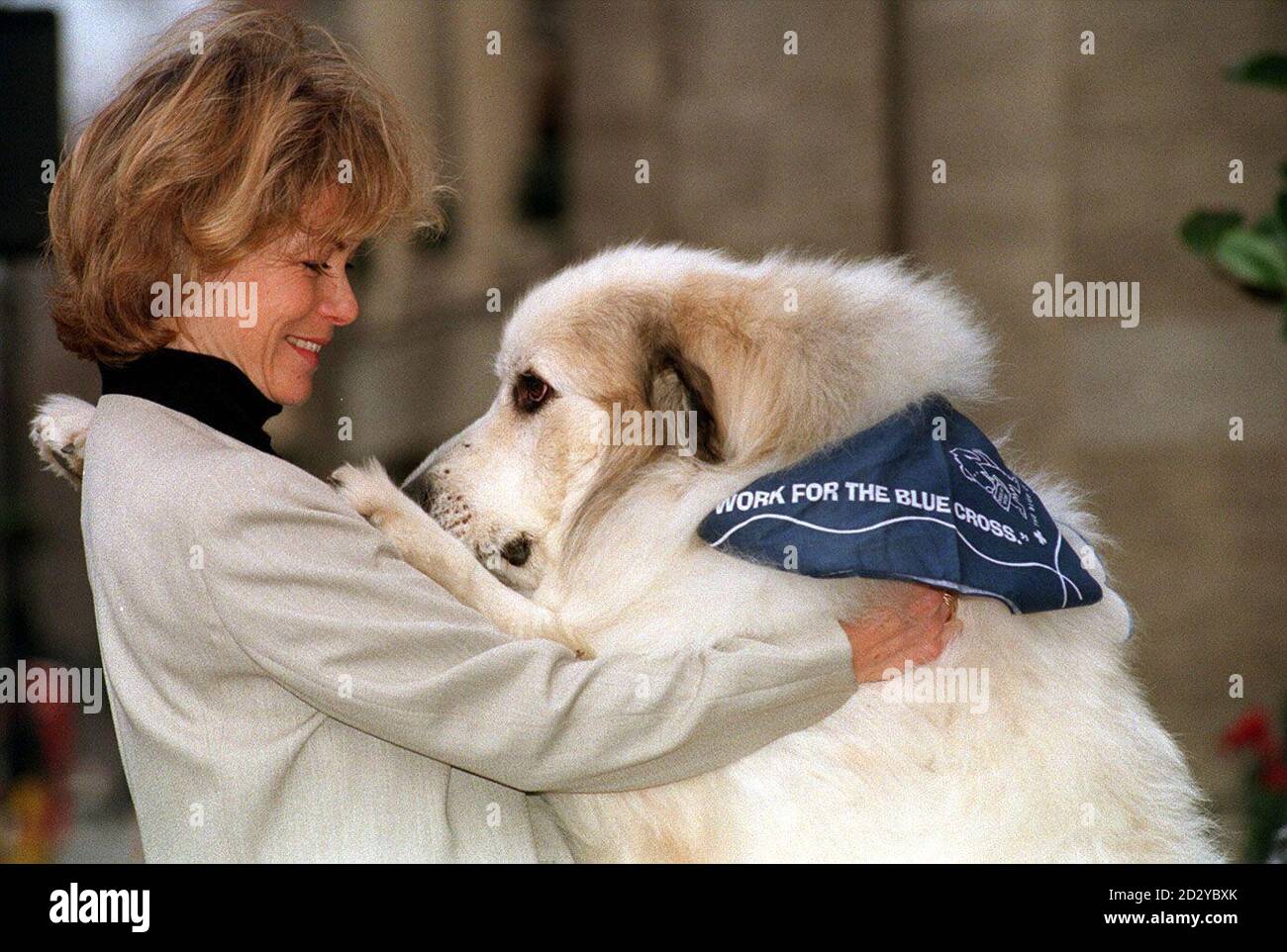 ACTRESS JENNY SEAGROVE WITH BESS, A PYRENEAN MOUNTAIN DOG, FROM CHARD ...
