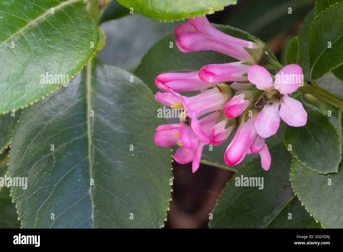 Redclaws hi-res stock photography and images - Alamy