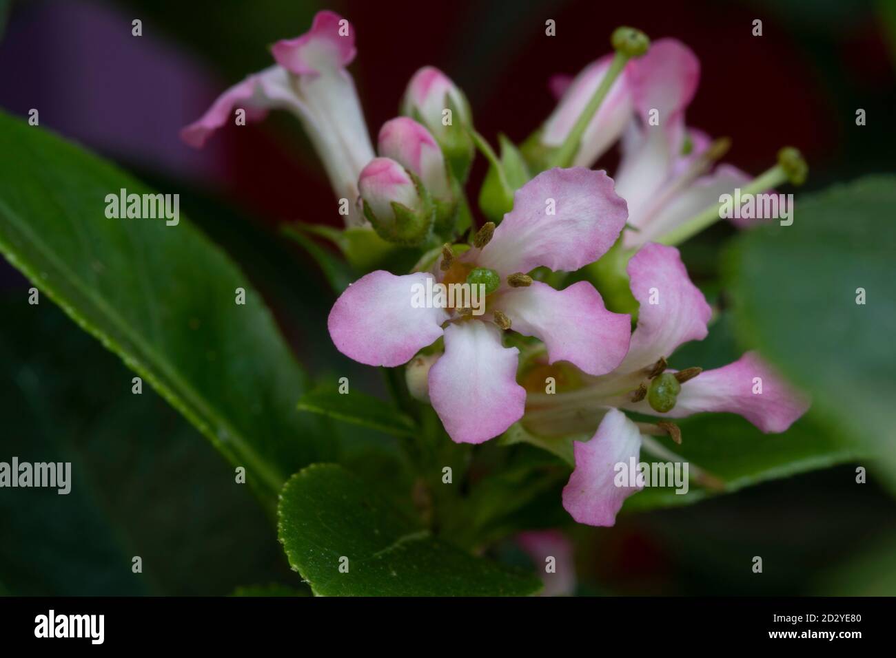Redclaws hi-res stock photography and images - Alamy