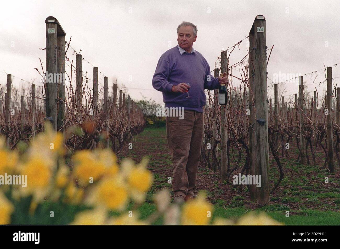 David Millington of Wroxeter Roman Vineyard inspects his vines at his ...