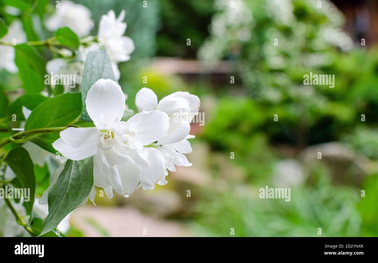 Close up of jasmine flowers in the japanese garden. White jasmine ...