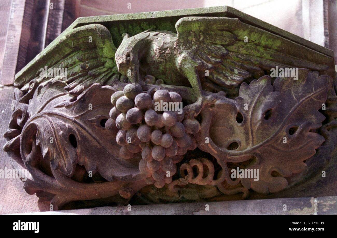 Raven eating grapes hi-res stock photography and images - Alamy