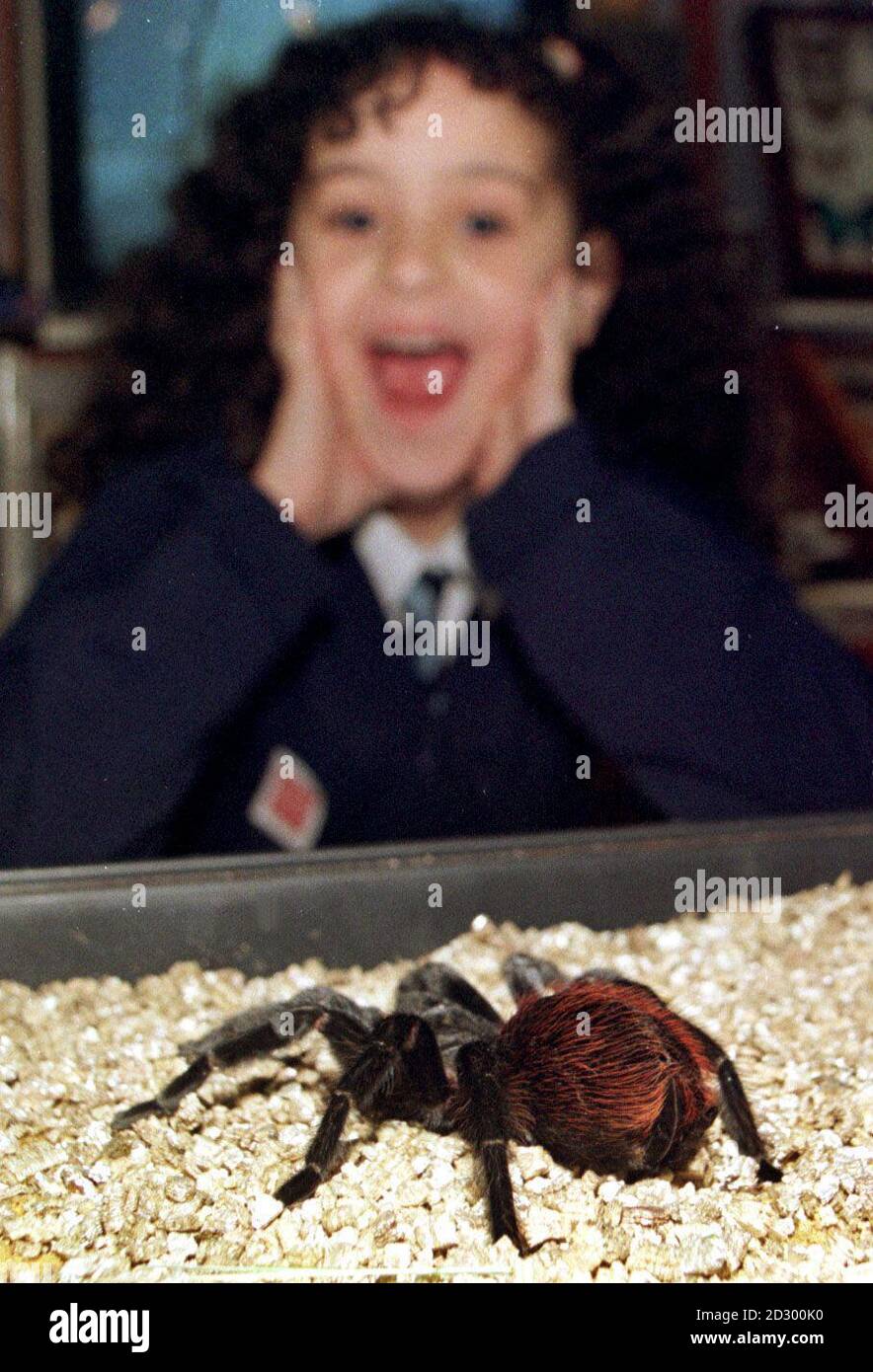 Gemma Frantzen gets a close up look at "Octavia", a rare Mexican red ...