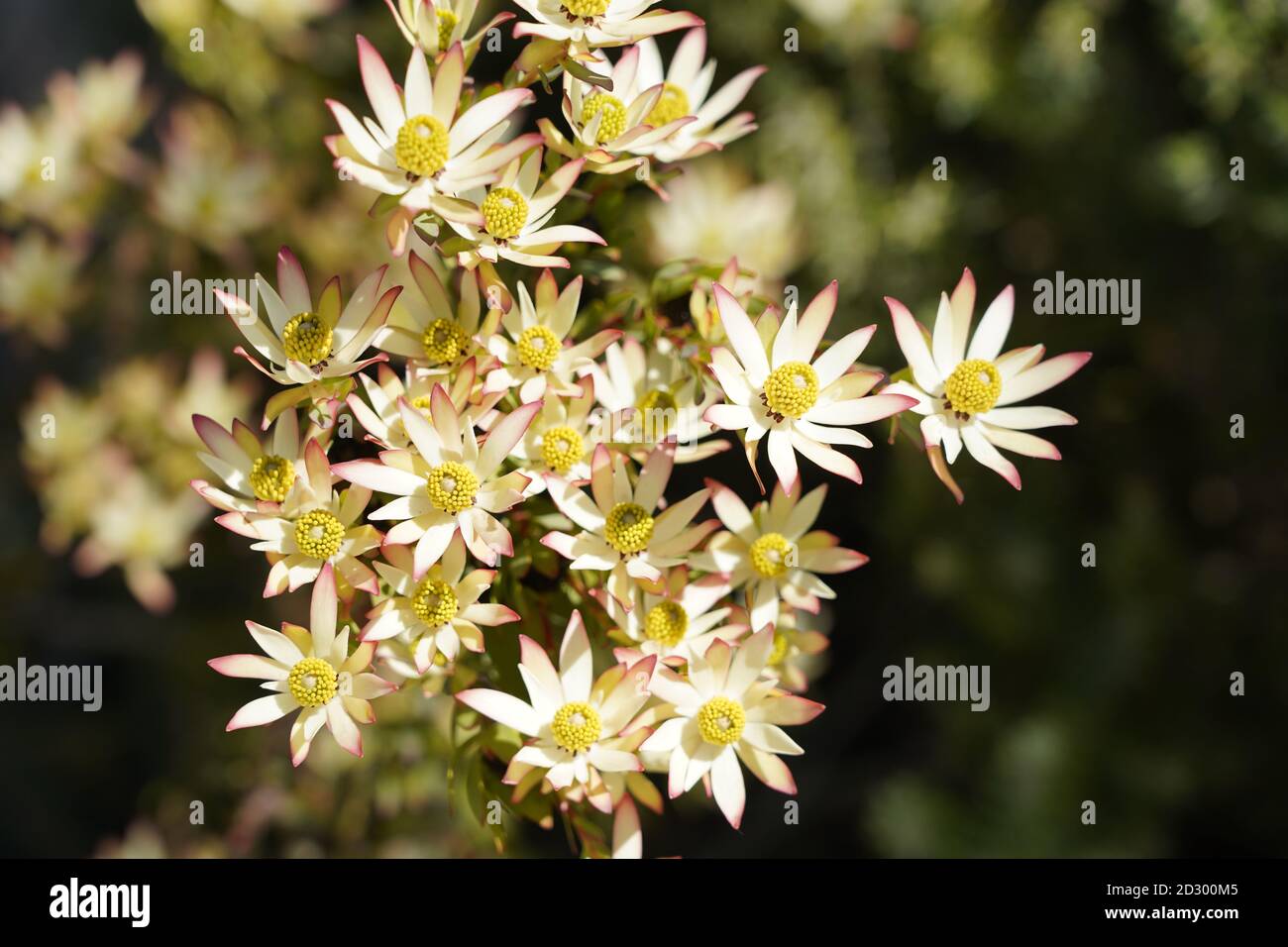Star shaped petal of an unknown flower in the Australian garden Stock ...