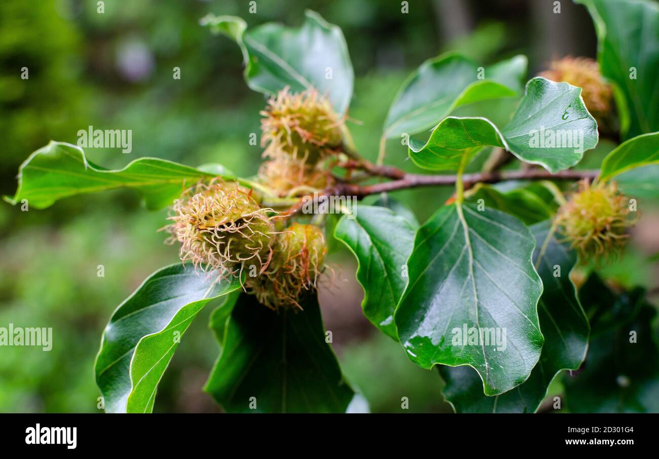 Japanese garden tree - European beech, common beech - Fagus sylvatica ...