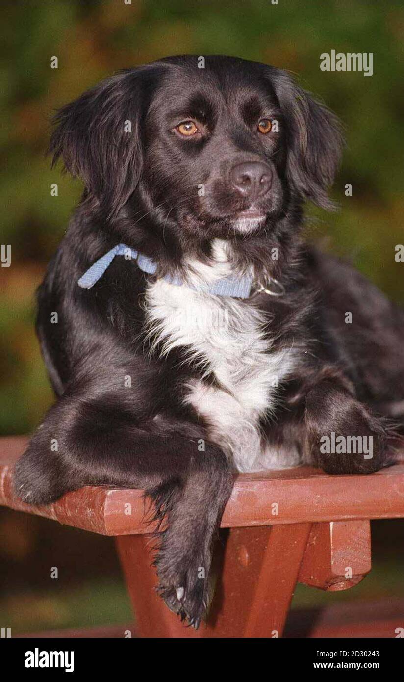 Undated file of Woofie the dog. Campaigners are preparing for battle in ...