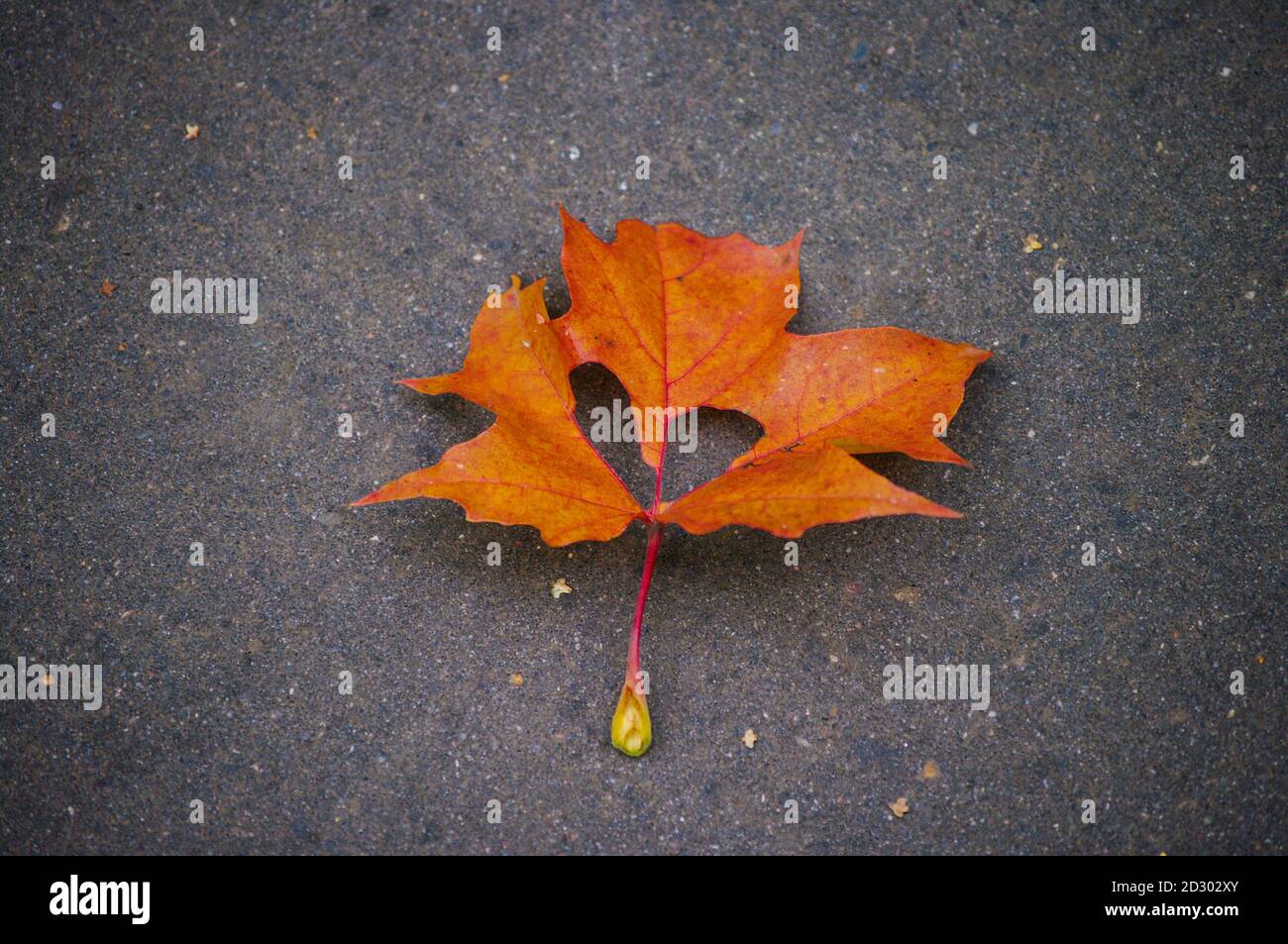 Red maple leaf with heart shaped hole lays on dark asphalt road. Autumn ...