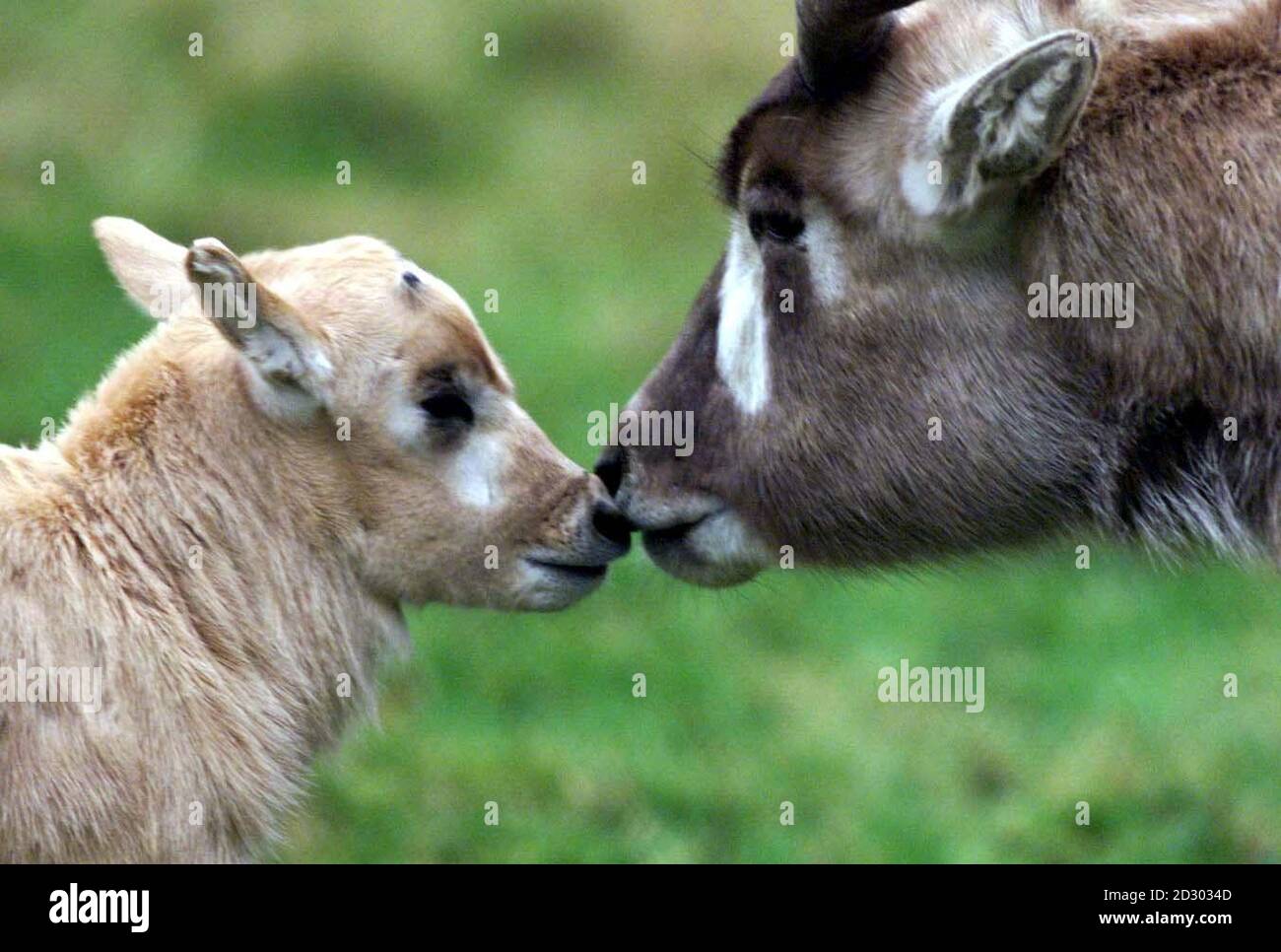 Amy, a two week old addax born at Edinburgh Zoo, with her mother Cody ...