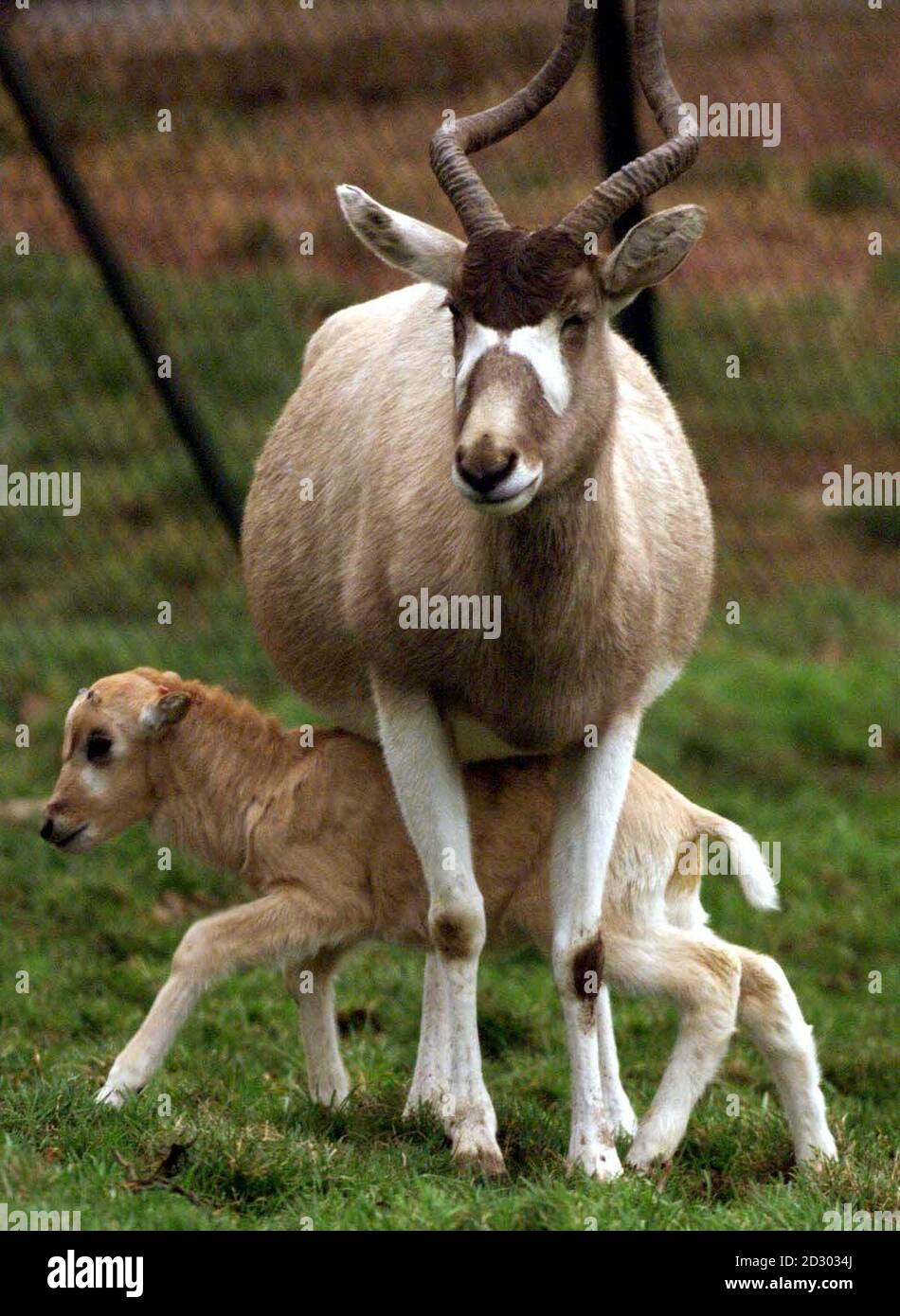 Amy, a two week old addax born at Edinburgh Zoo, with her mother Cody ...