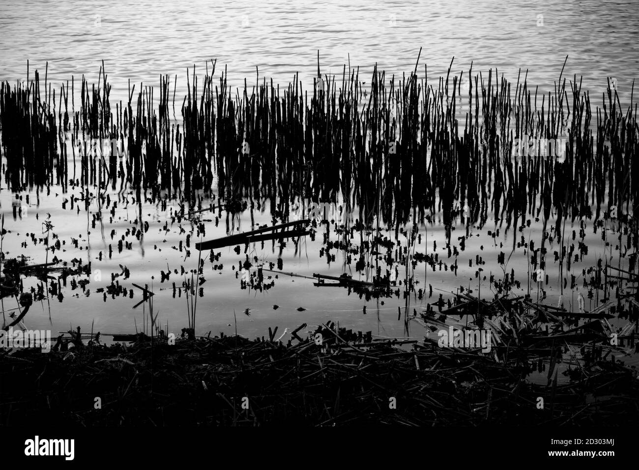 Reed and stem Black and White Stock Photos & Images - Alamy