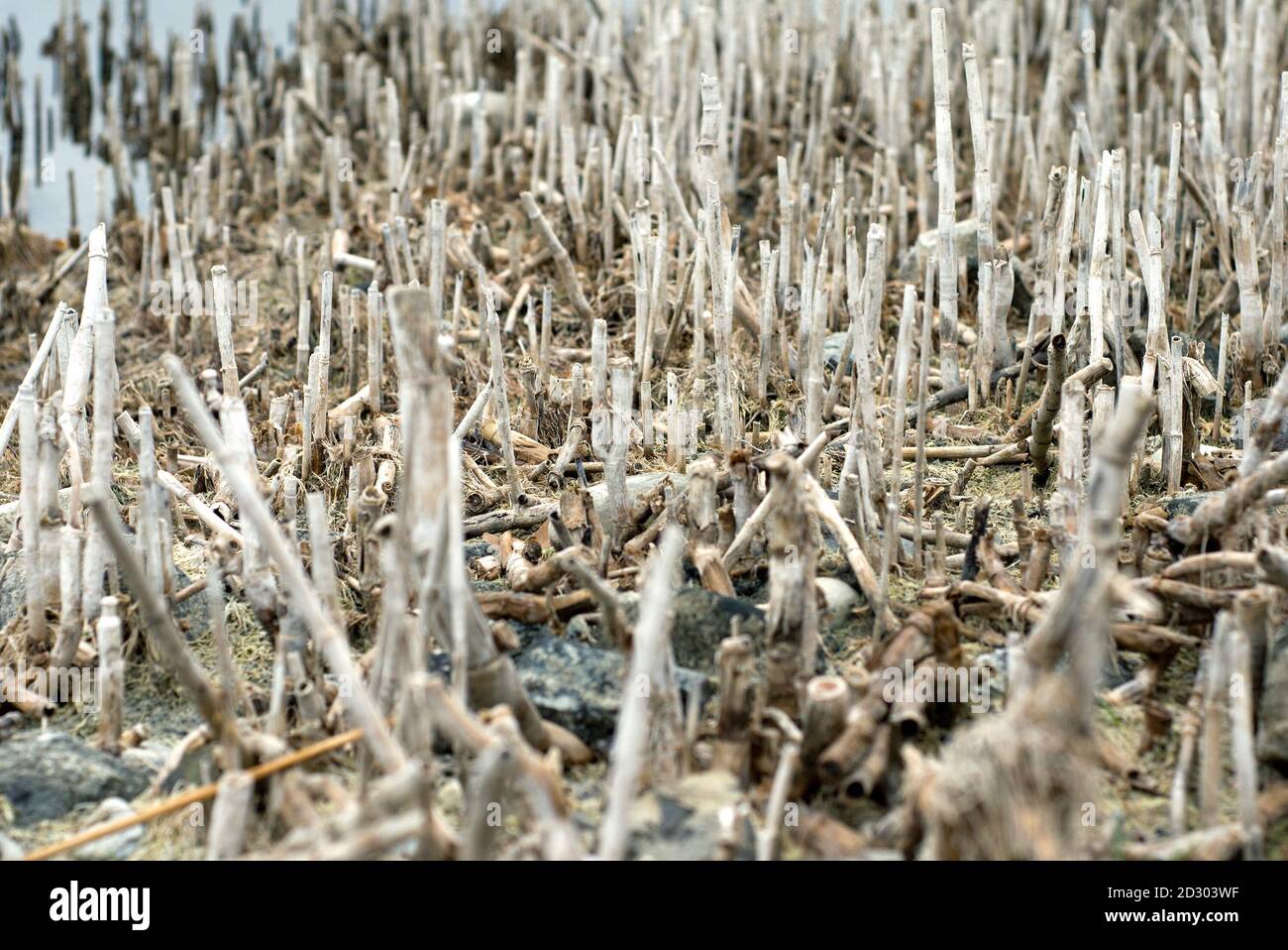 Dry reed stems on a lake shore Stock Photo - Alamy