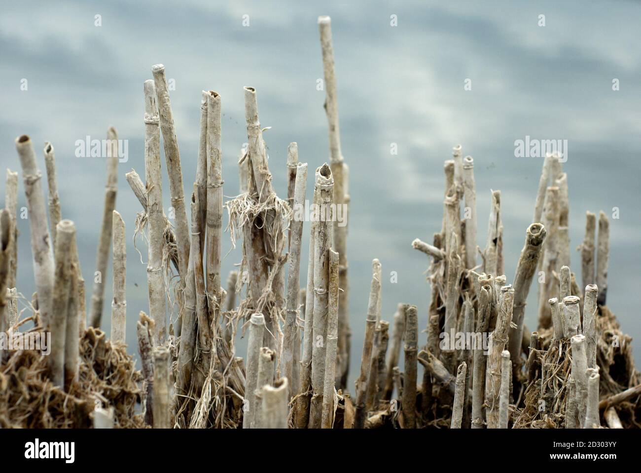 Dry reed stems on a lake shore Stock Photo - Alamy