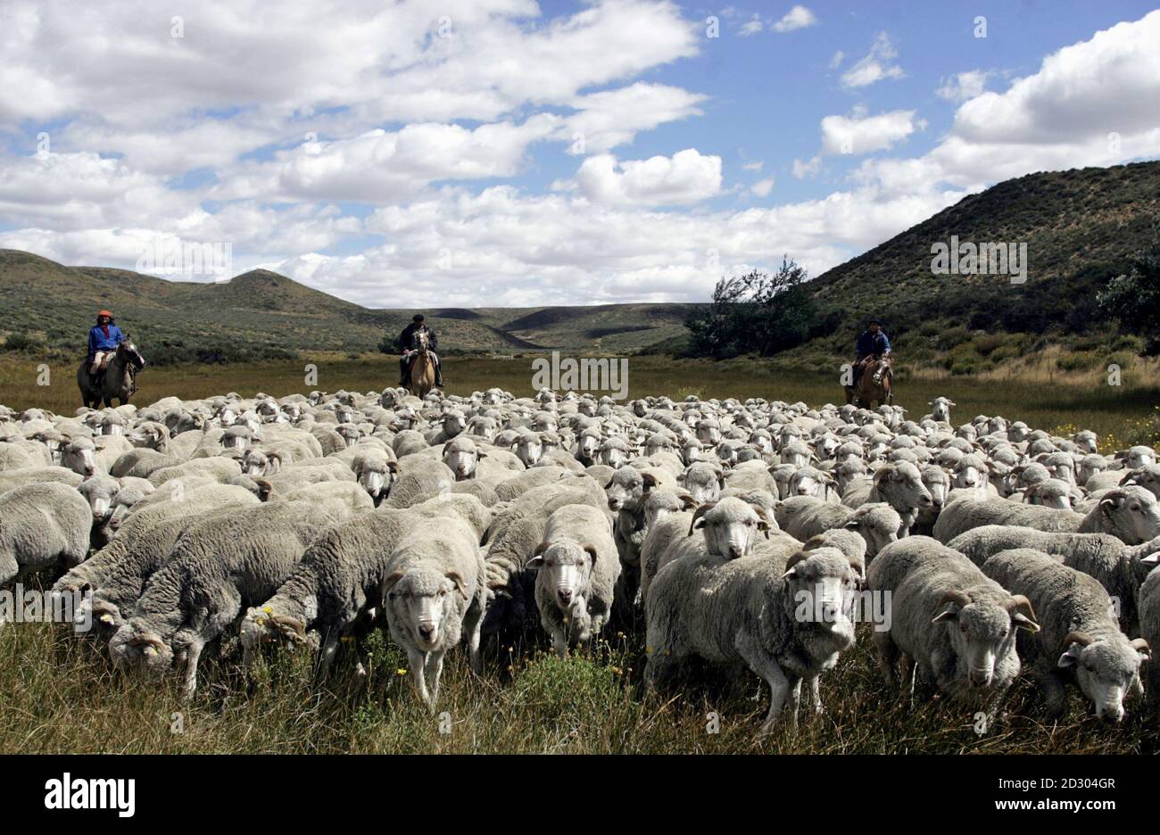 Sheep ranch patagonia hi-res stock photography and images - Alamy