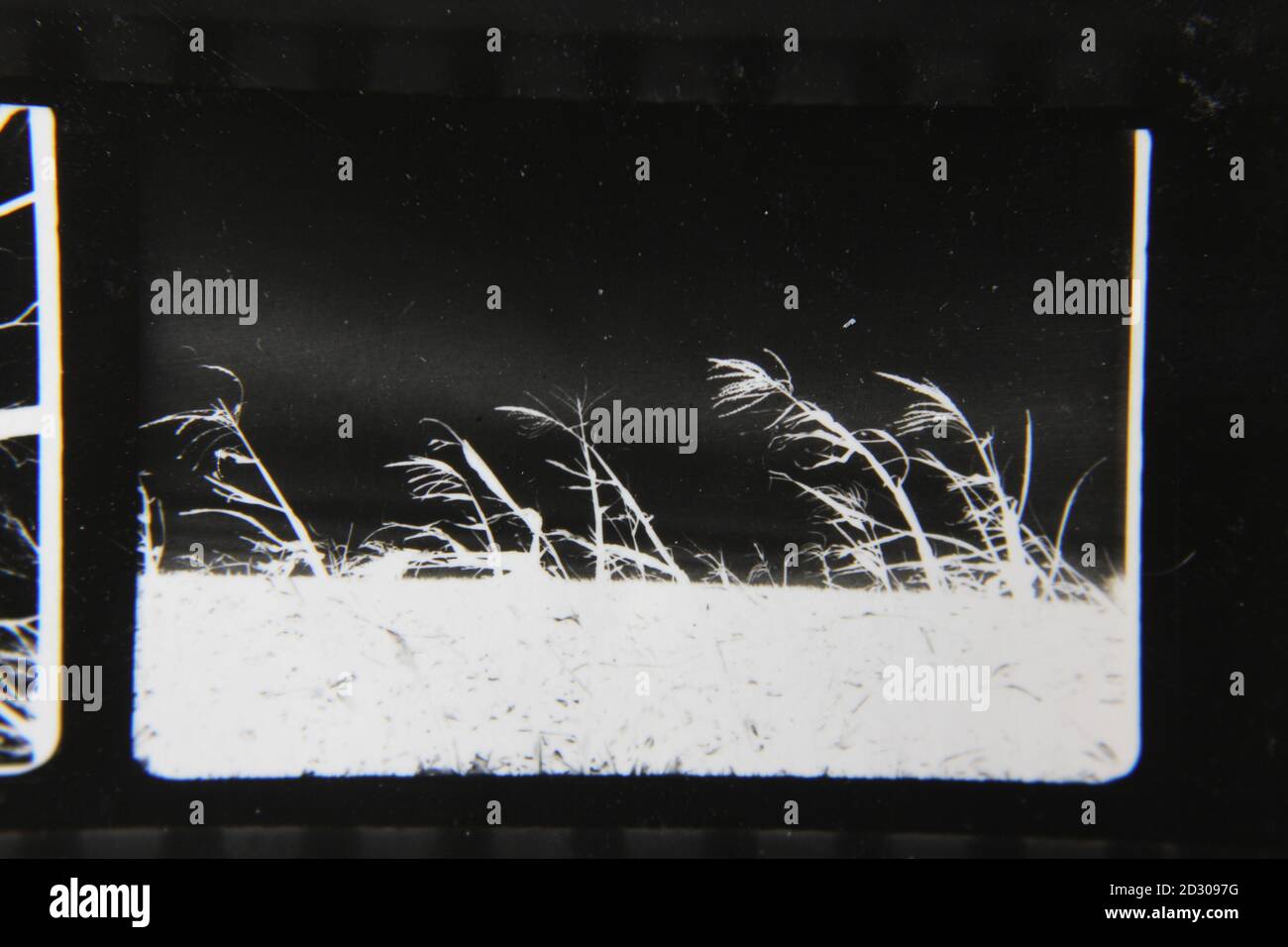 Fine 1970s vintage black and white photography of wild grasses growing ...