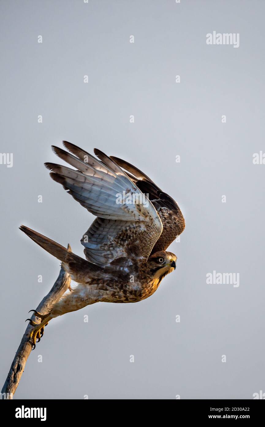 Buzzard buteo buteo white morph hi-res stock photography and images - Alamy