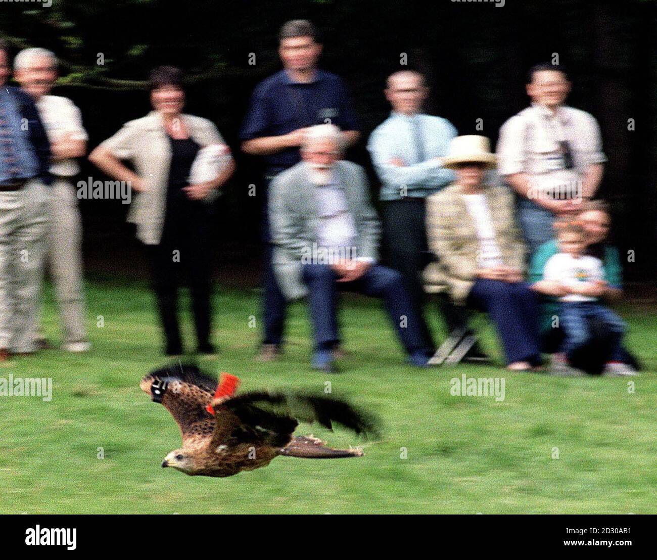 The release of the rare Red Kite on a quiet part of the Harewood House ...