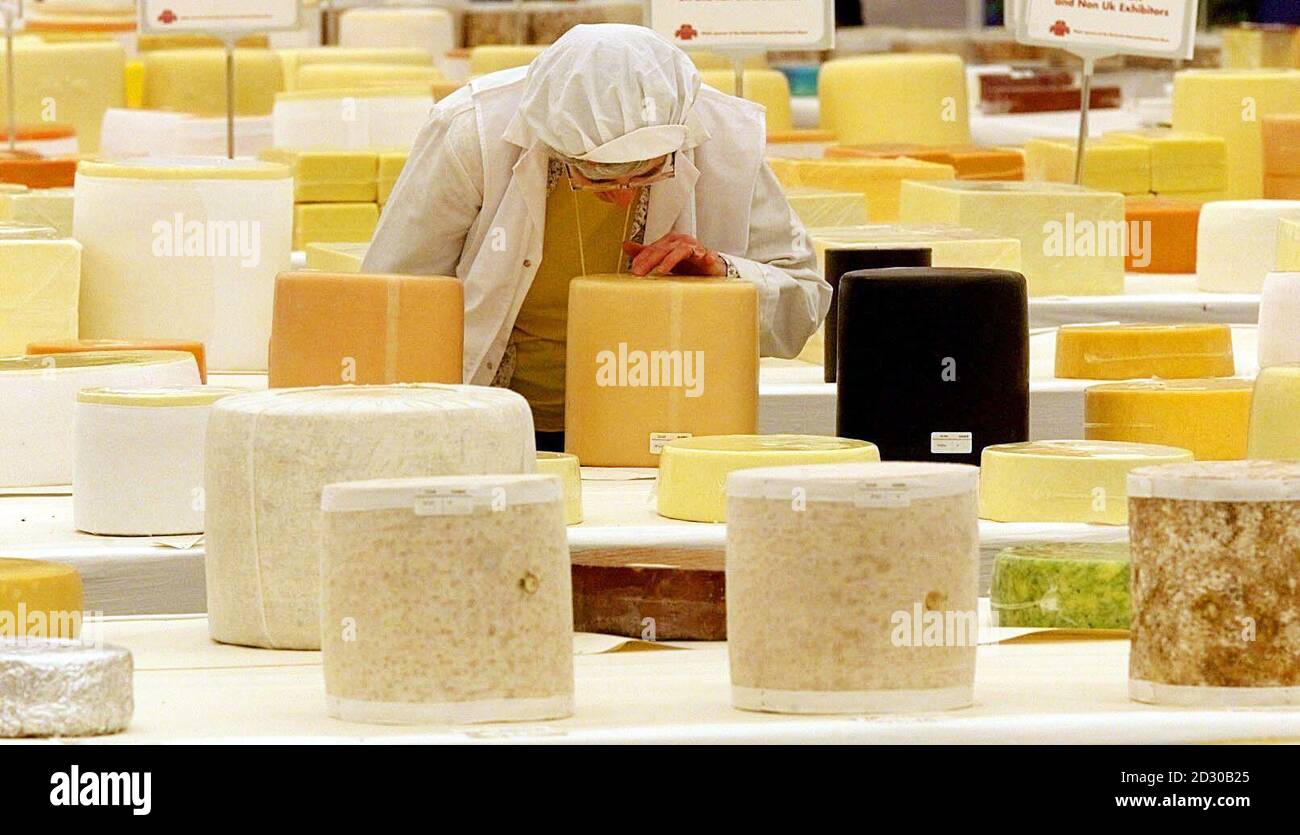 Judging gets underway on the first day of the International Cheese show ...