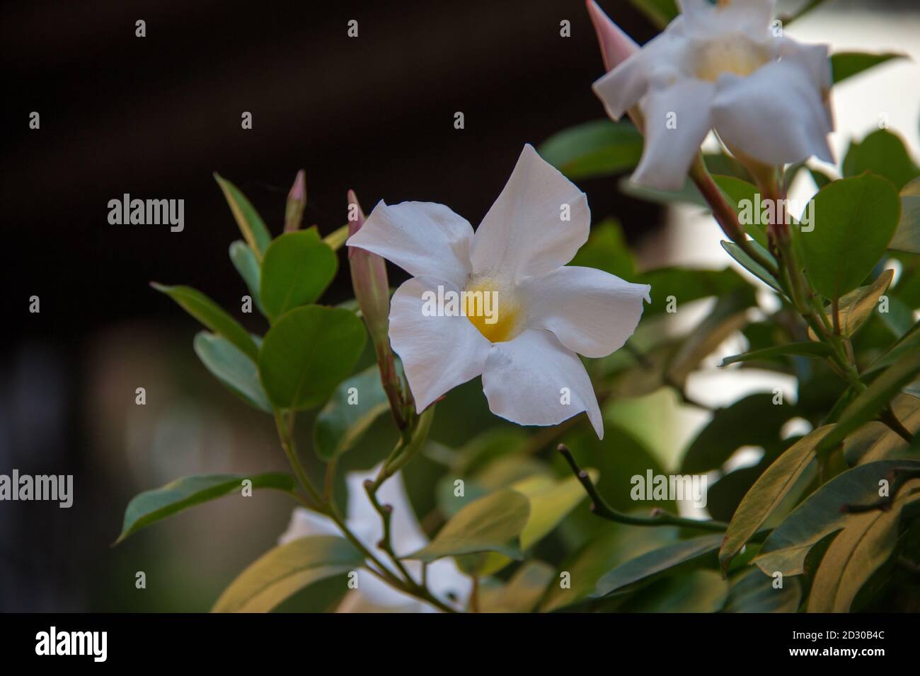 Closeup shot of blooming white rock trumpet flowers Stock Photo - Alamy