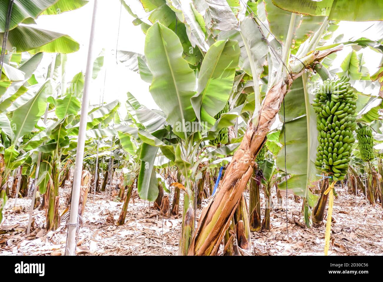 Banana Plantation Field Banana tree Stock Photo - Alamy