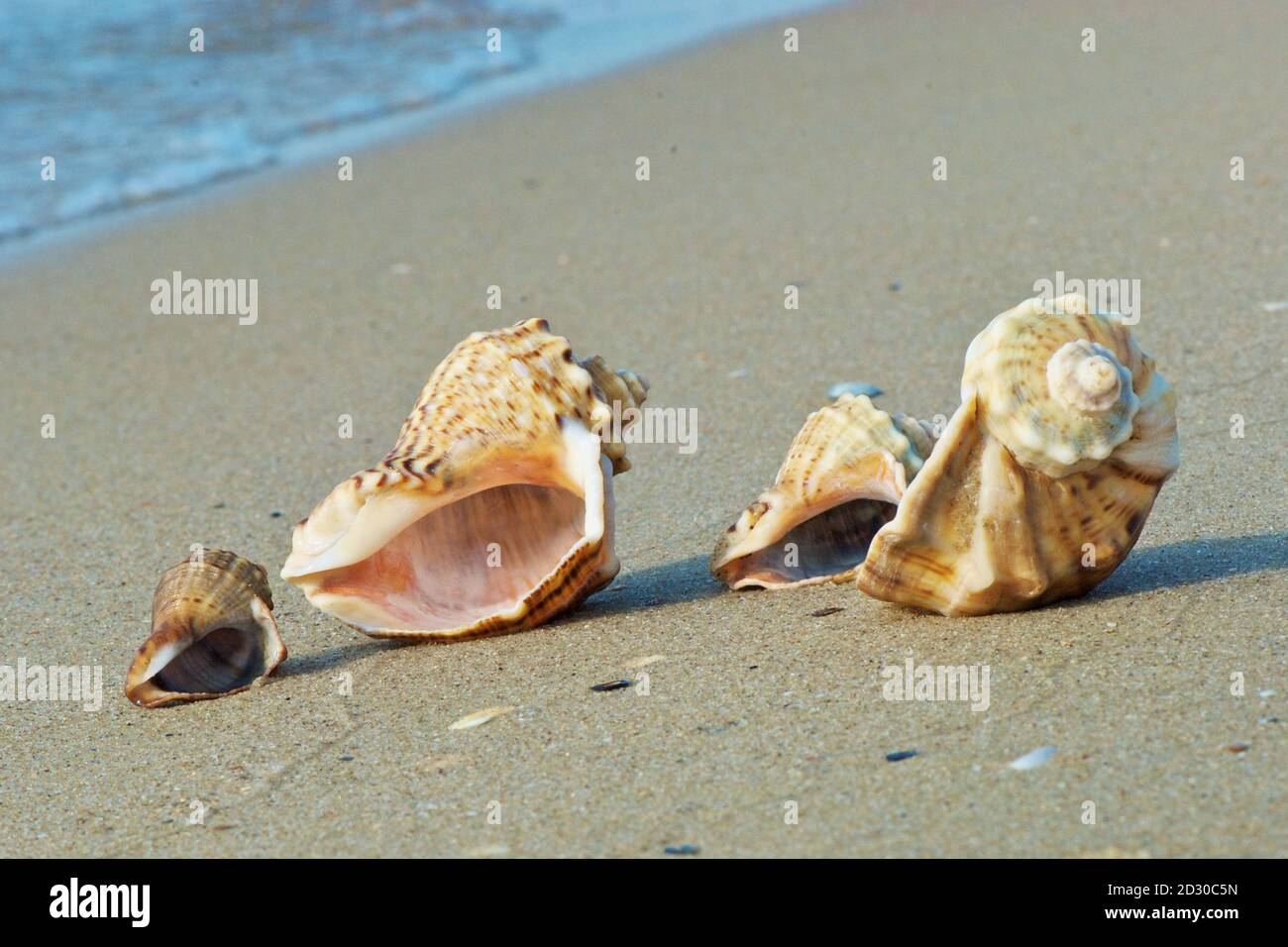 Four seashells by the sea on the sand Stock Photo - Alamy