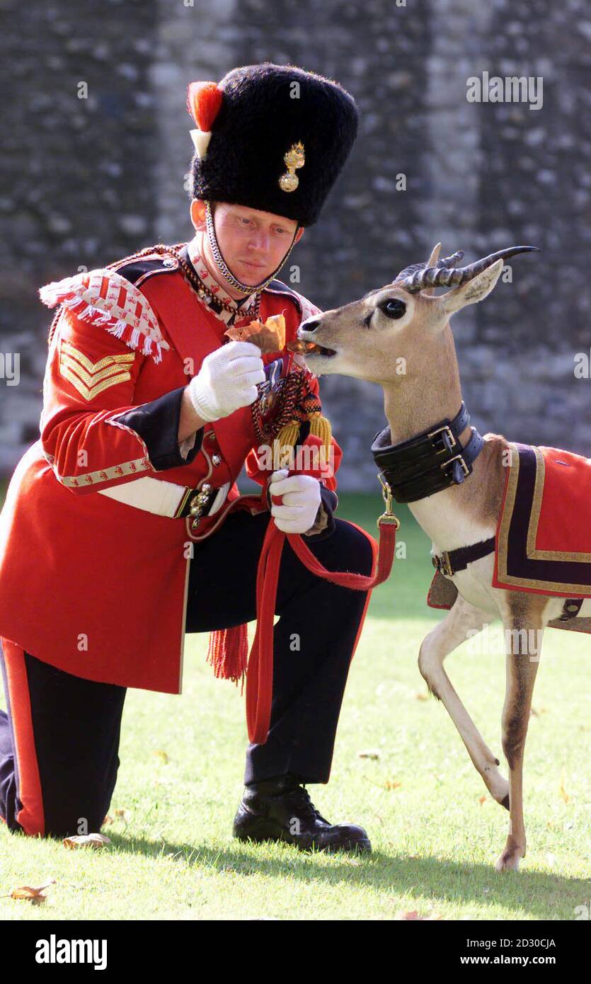 Sgt Paul Martin feeds Bobby the antelope who has taken up residence at ...