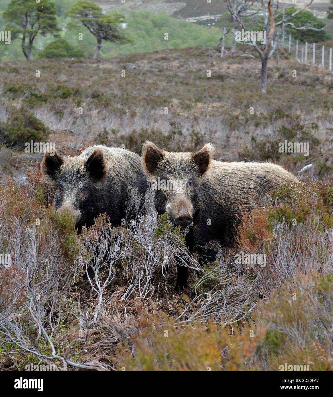 Flying wolves hi-res stock photography and images - Alamy