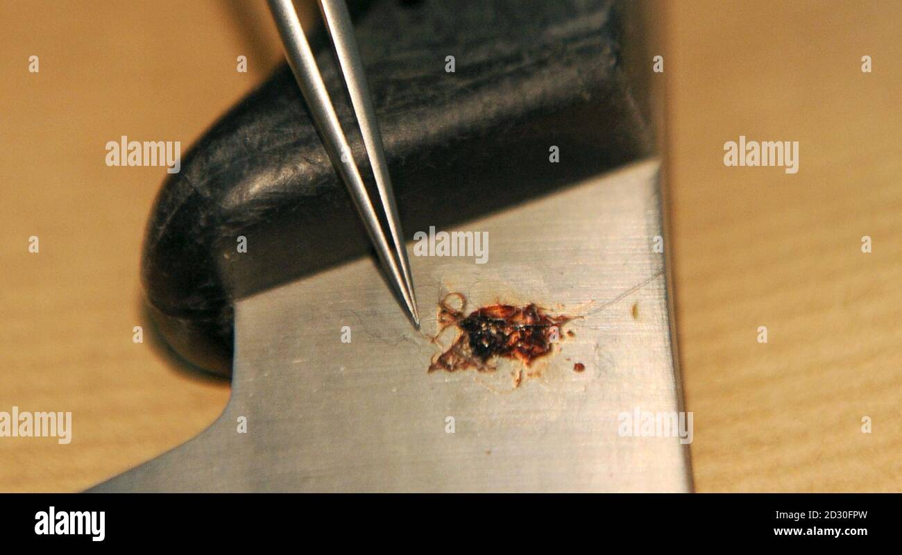 A forensic scientist collects blood and fibers from a knife in the LGC ...