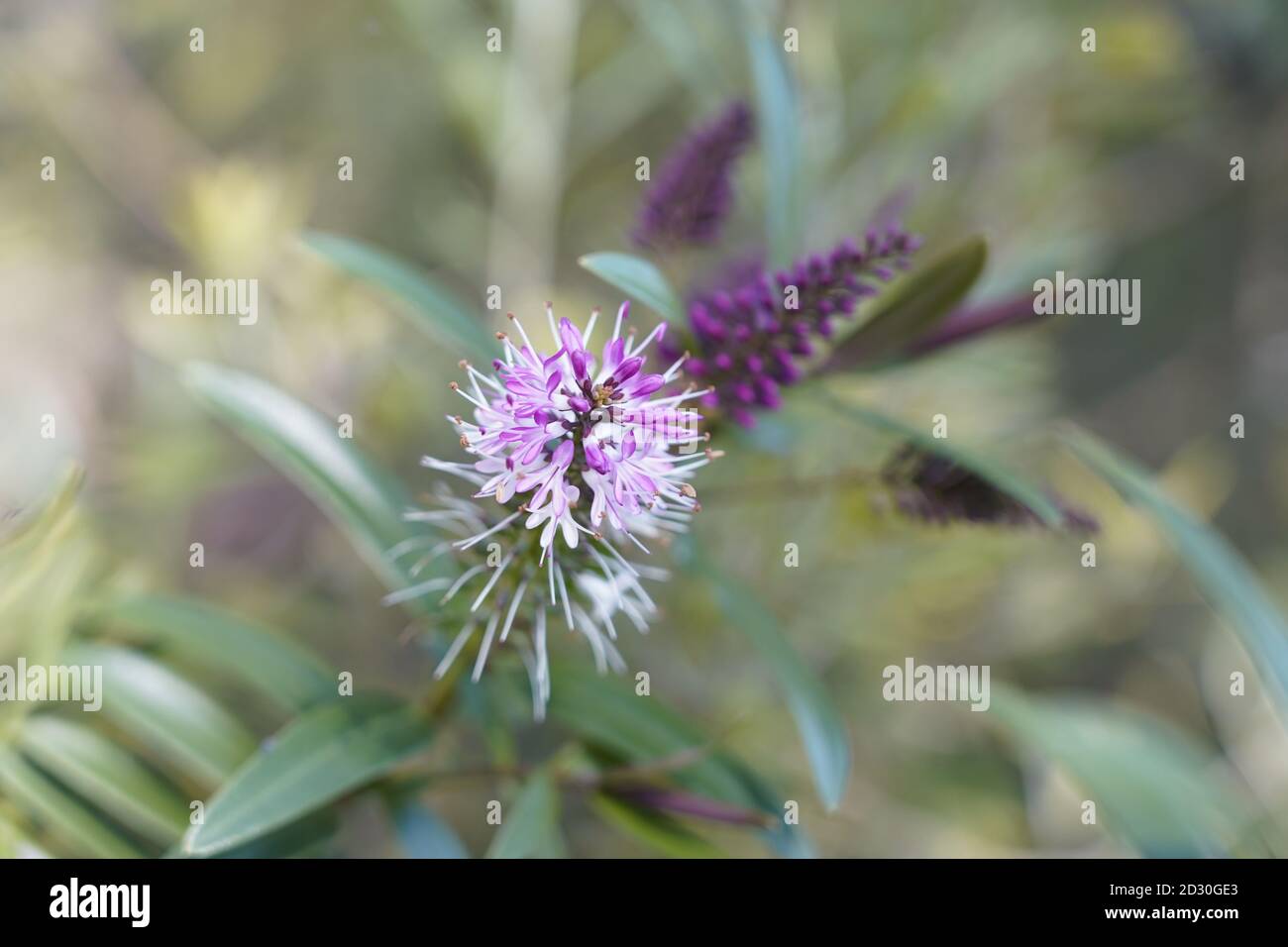 fluffy purple flower of paperbark tree Stock Photo - Alamy