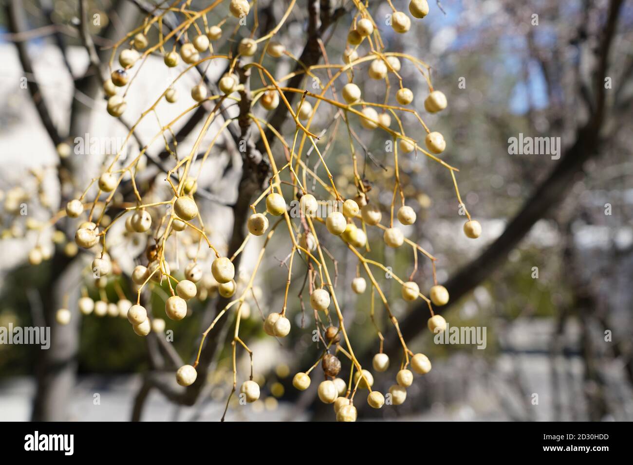 Sun berries of the melia tree in Australian garden Stock Photo - Alamy