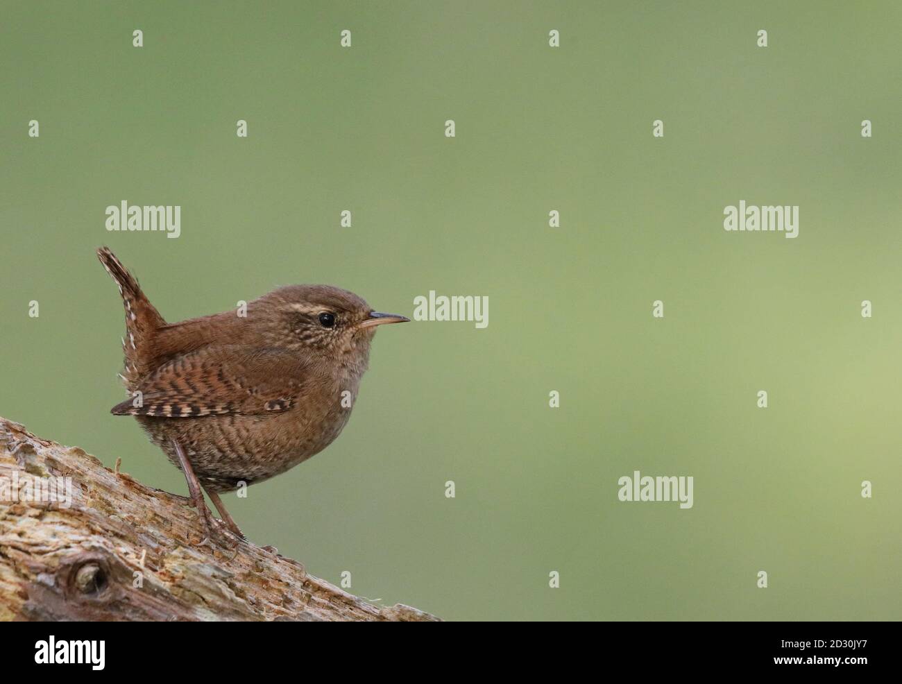 Wren tail lifted hi-res stock photography and images - Alamy