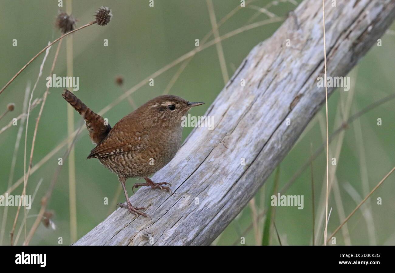 Eurasian wren, Troglodytes troglodytes sitting with lifted tail Stock ...