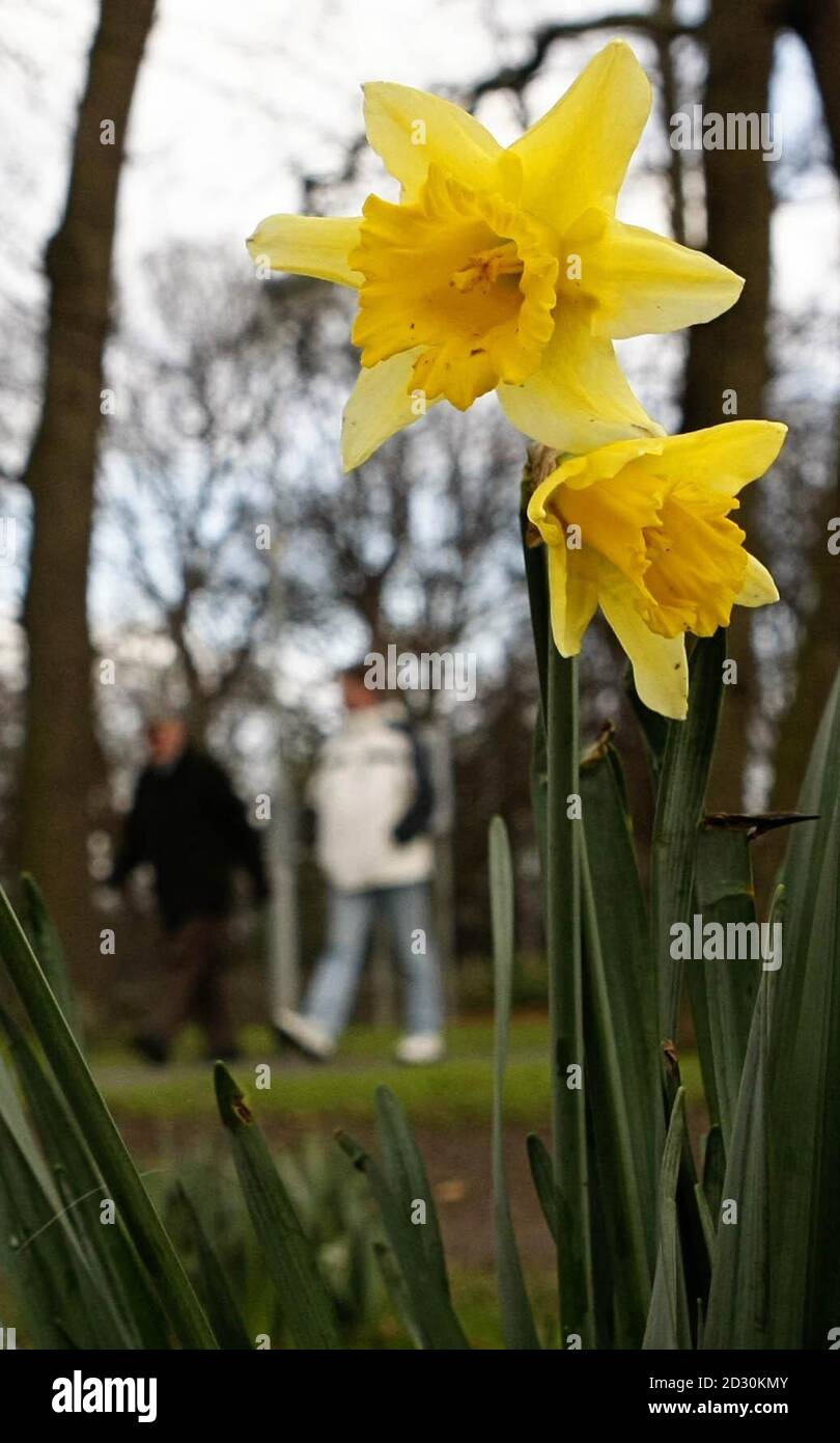 Daffodills in Bushy Park Dublin on St Bridget's Day which in Ireland ...